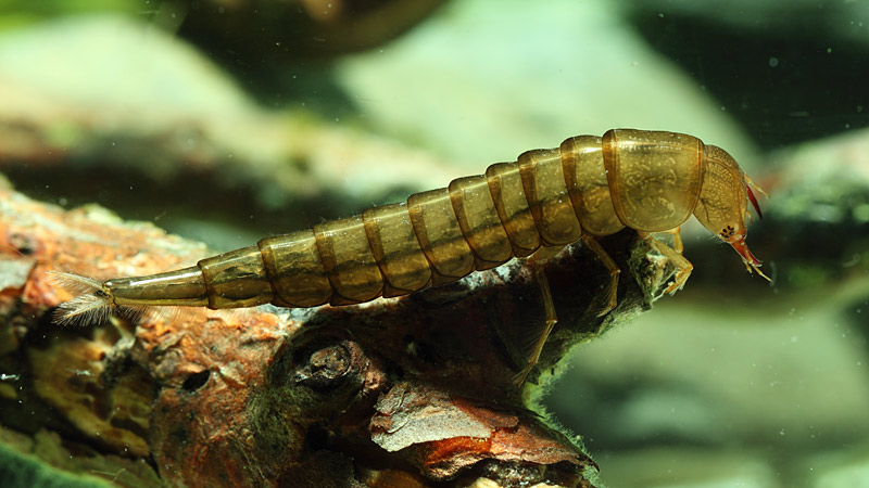 Water Boatman Larvae